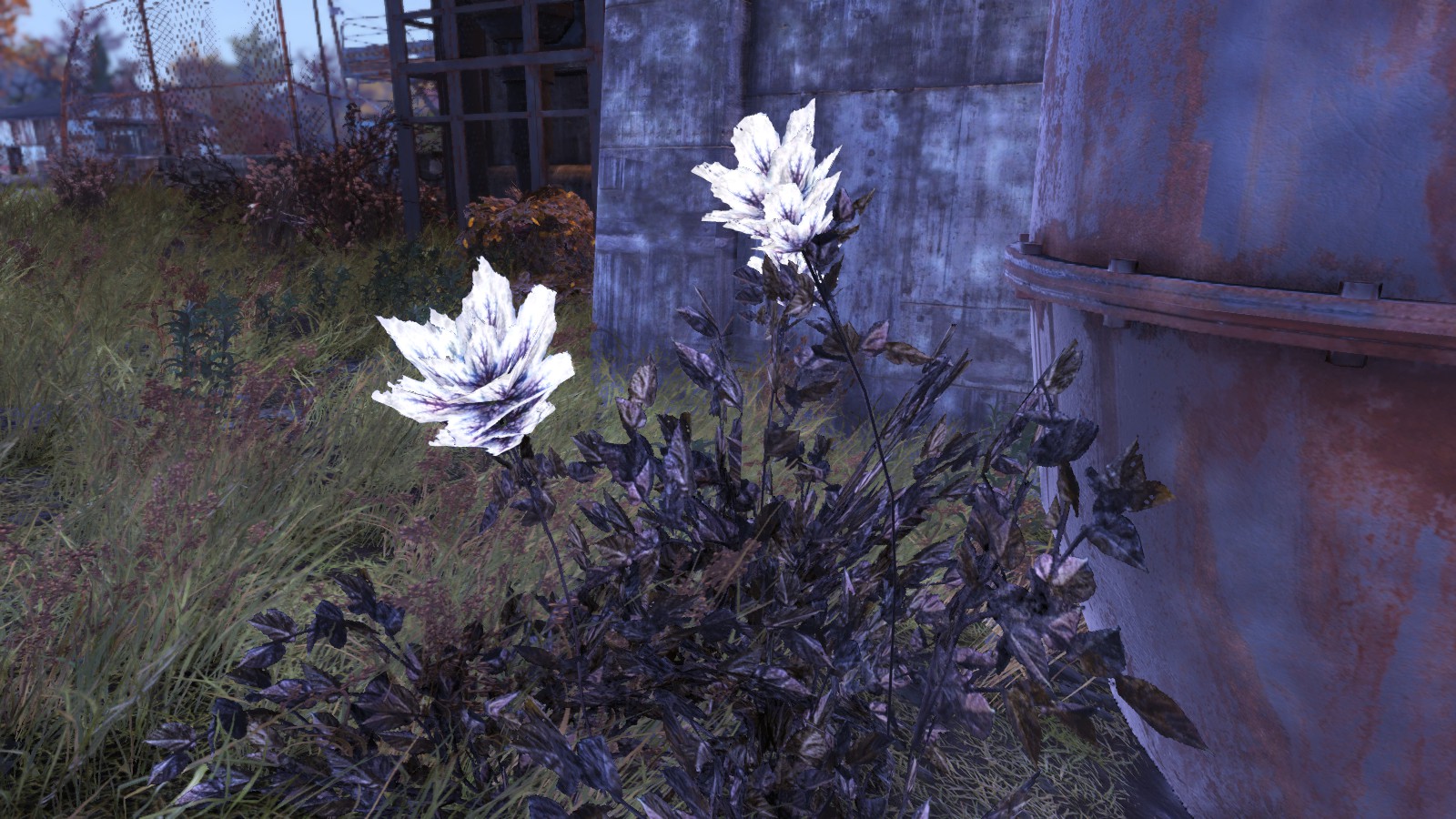 Fallout 76 Toxic Soot Flower - Where to find Toxic Soot | GameWatcher